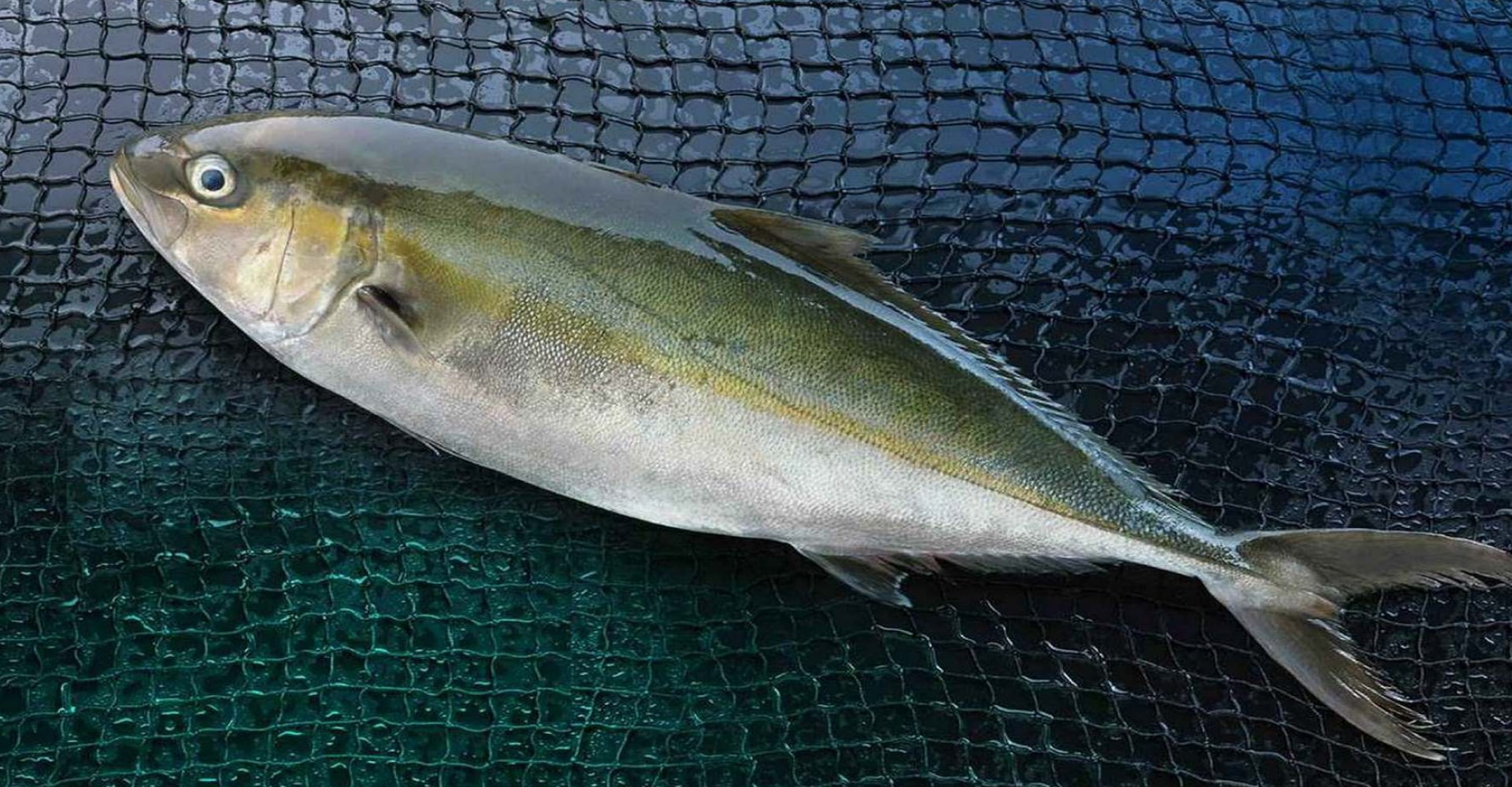 Shrimp Farm | Cultivated shrimp | Fish packing | Fish Exporter